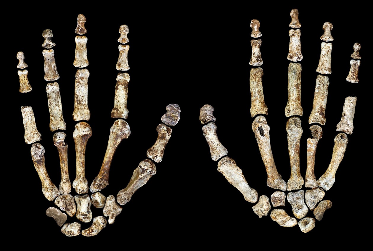 6 Tiny Cavers, 15 Odd Skeletons, and 1 Amazing New Species of Ancient ...