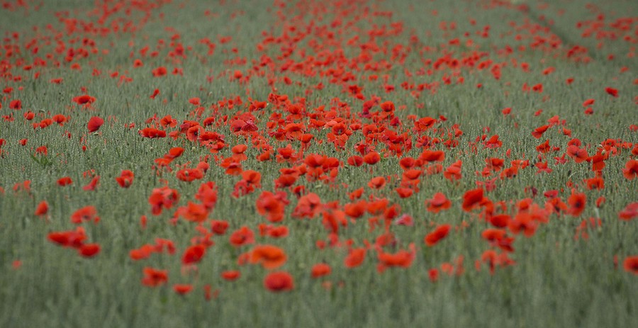 World War I in Photos: A Century Later - The Atlantic