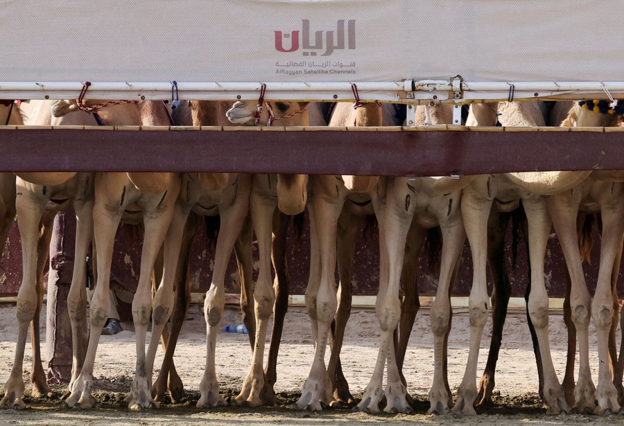 Photos of the Week: Camel Race, Sea Horse, Illusion Room - The Atlantic