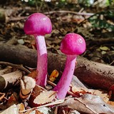 Jonathan Moens, The Atlantic