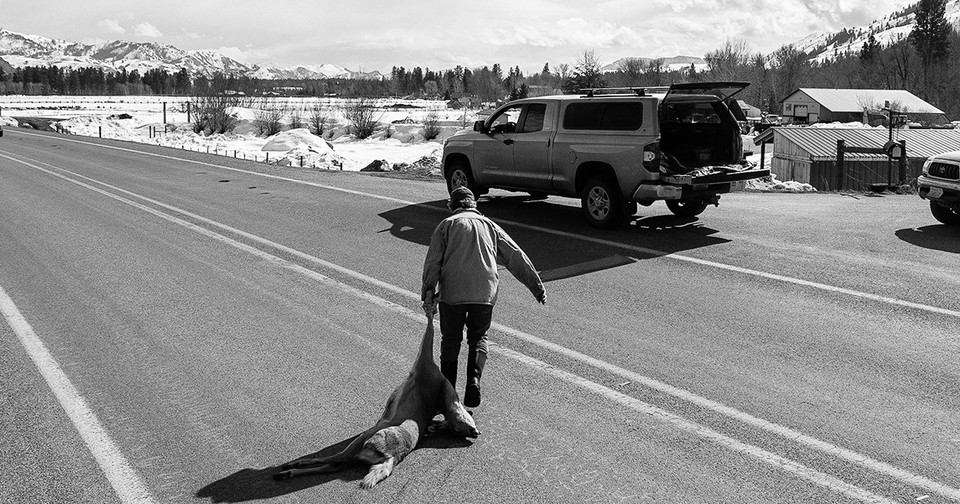 Eating Roadkill Makes So Much Sense - The Atlantic