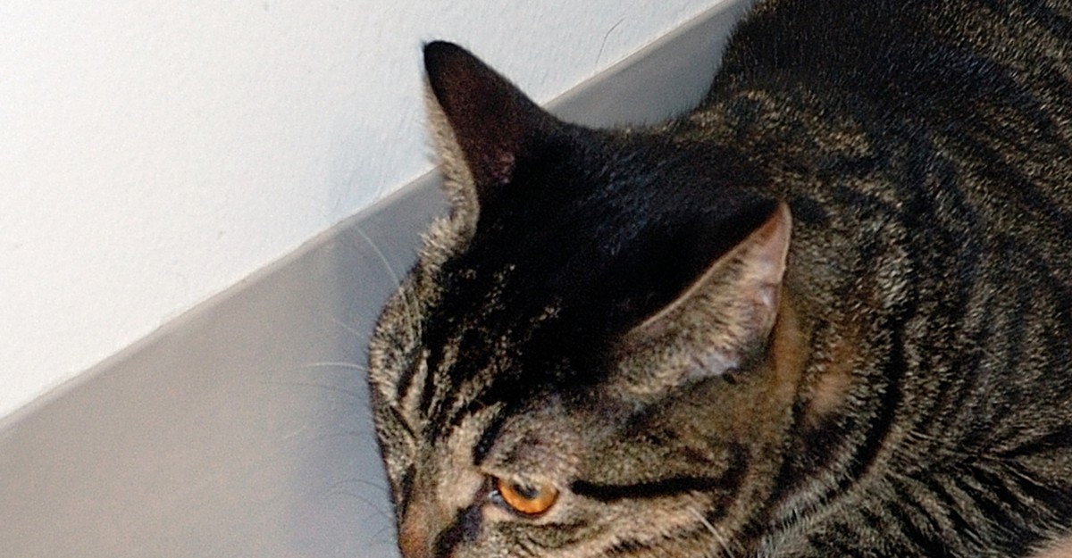 Obama Plays Cat and Mouse With GOP on Gay Rights, Guns, Immigration ...