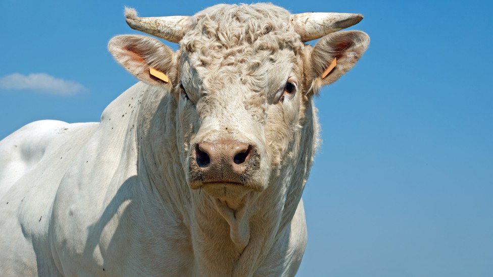 Congressman Steny Hoyer Has Roasted More Than 20 Bulls for His Birthday ...