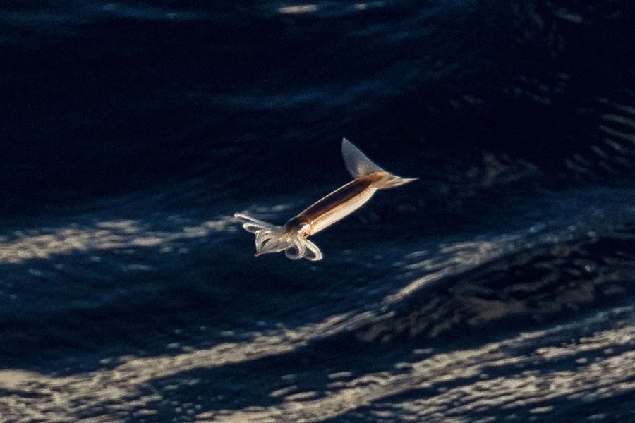 Photos of the Week: Arabian Oryx, Siberian Tigers, Flying Squid - The ...