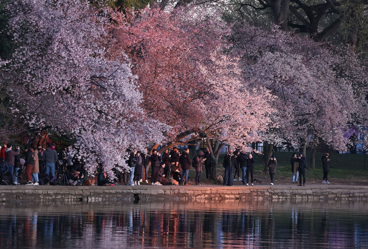 A Collection of Cherry Blossoms (20 photos) – Seriously Photography