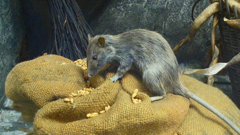 How Portland Lives With, Not Against, Its Rats - The Atlantic