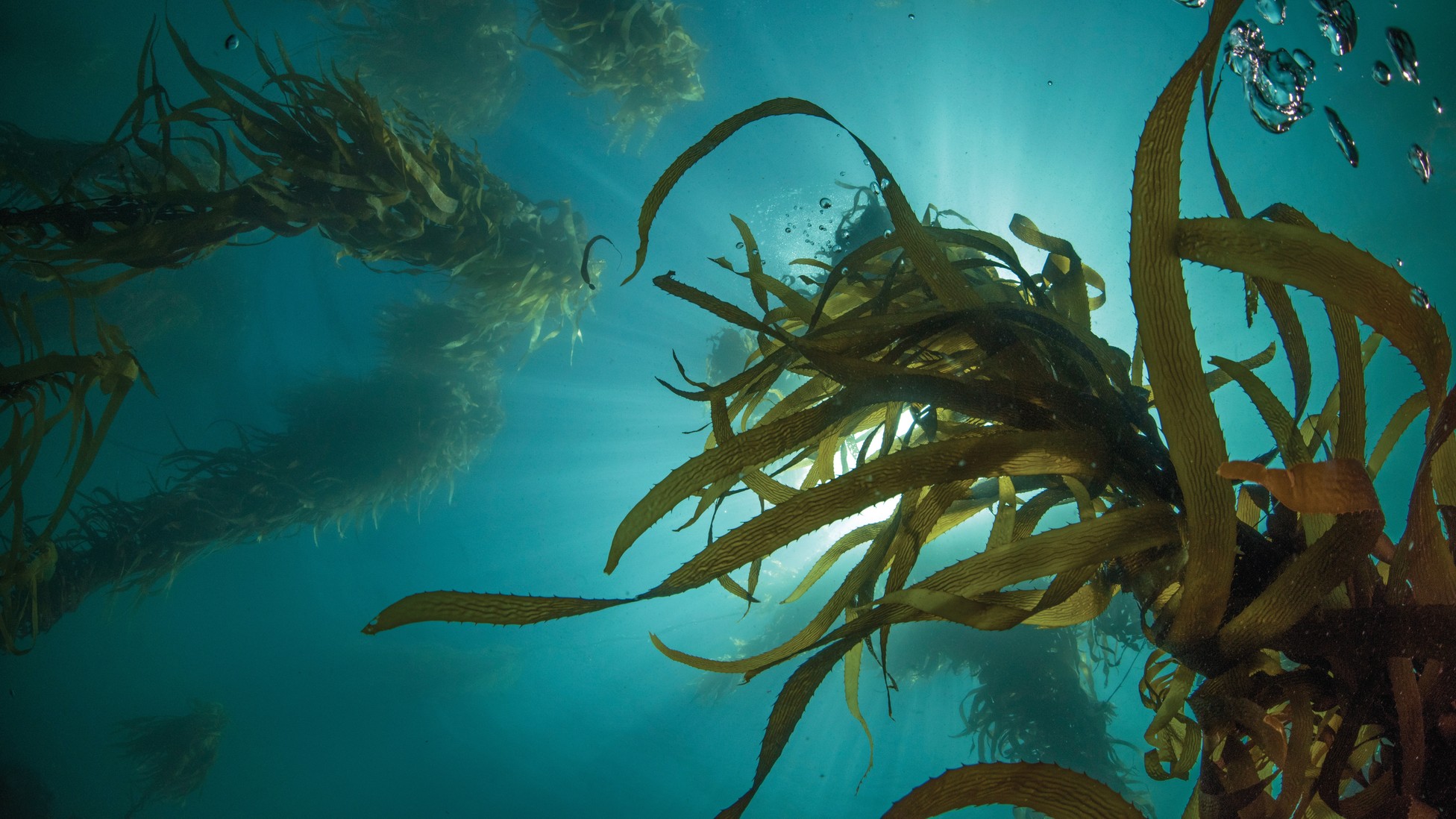 The Uphill Battle to Save the West's Kelp - The Atlantic