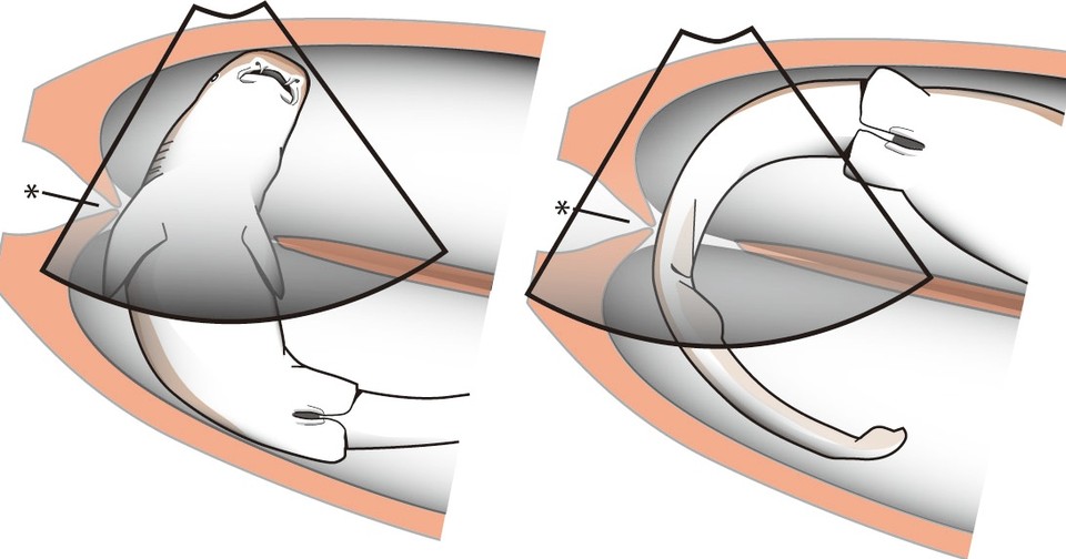 Baby Shark Filmed Swimming Around Inside Its Mother - The Atlantic