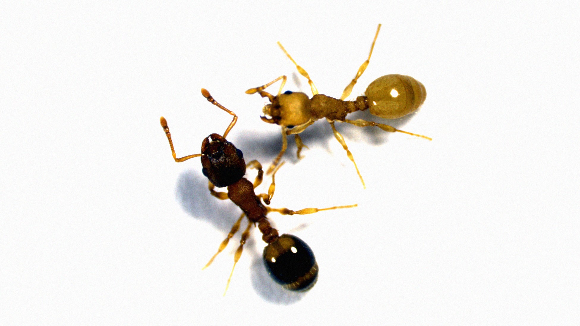 The Tapeworm That Helps Ants Live Absurdly Long Lives - The Atlantic