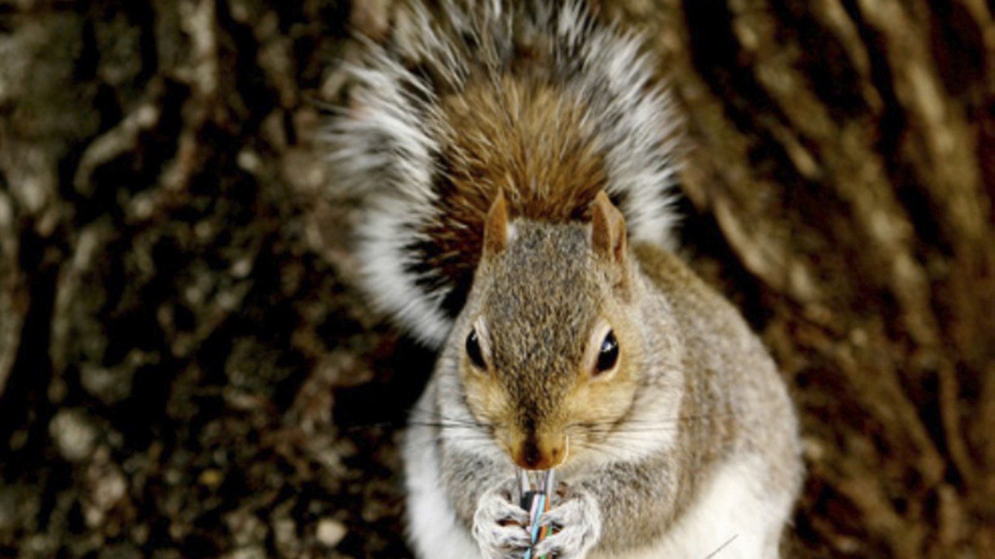 The Quiet War Squirrels Are Waging on U.S. Stock Exchanges - The Atlantic
