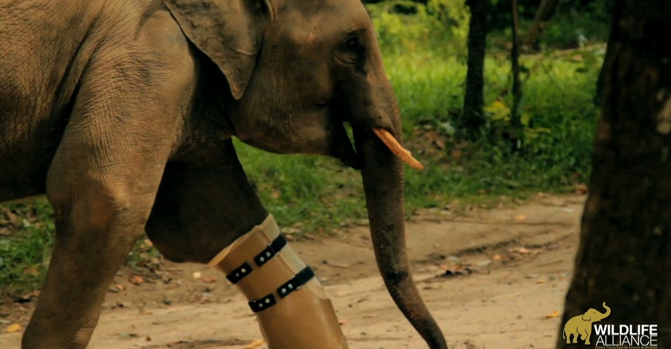 The Story of Chhouk, the Baby Elephant With a Prosthetic Foot - The ...