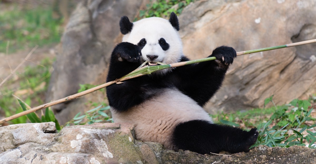 The Life, Times, and Departure of Smithsonian's Panda Bao Bao - The ...