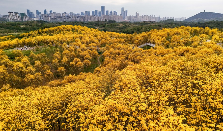 Photos: Spring in Bloom - The Atlantic