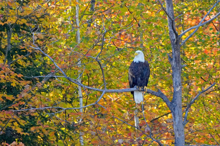 The Colors of Early Autumn - The Atlantic