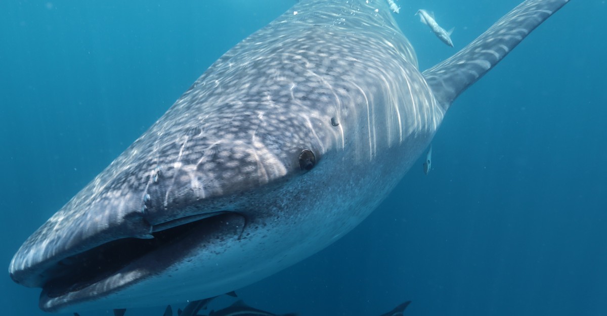 Counting Whale Sharks With DNA in a Bucket of Water - The Atlantic