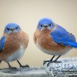 Caleb Garling, The Atlantic