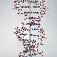 A photograph of a 3-D model of the double-helix structure of DNA
