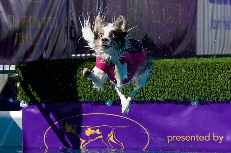 Photos From the 2023 Westminster Dog Show - The Atlantic