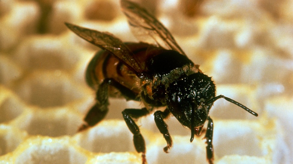 The Gene That Turns Bees Mean - The Atlantic