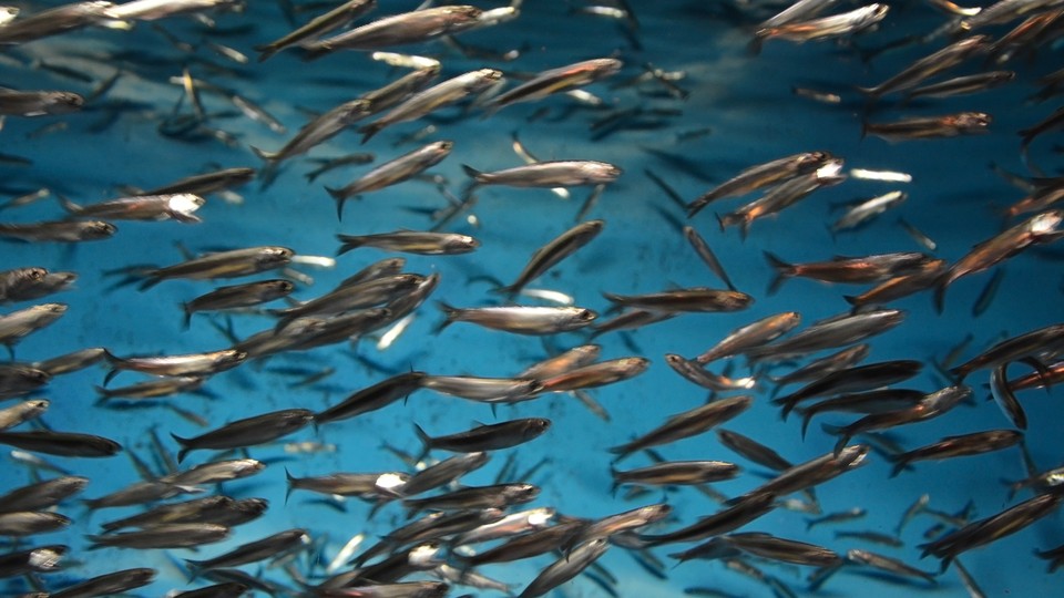 Anchovies Are a Force to Be Reckoned With - The Atlantic