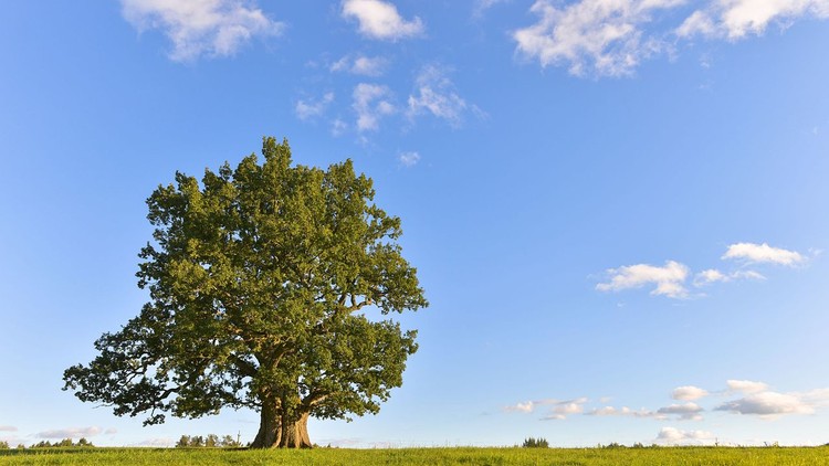 Trees Have Their Own Songs - The Atlantic