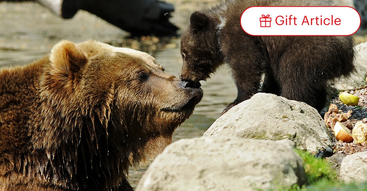 eagle attacks bear cub