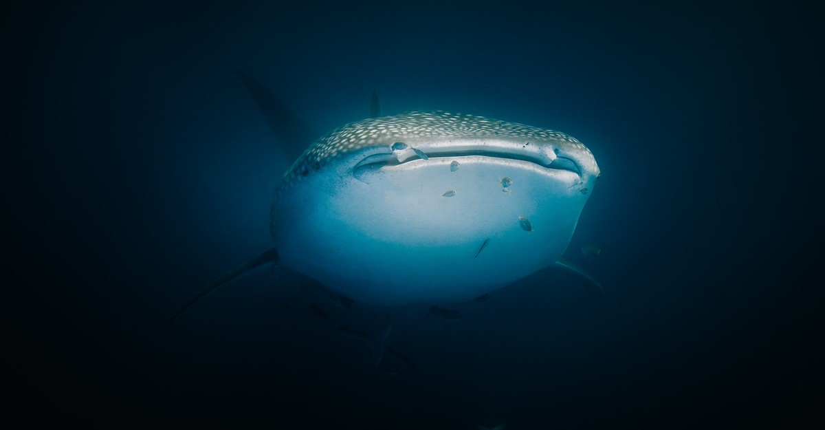 What Are Ocean Predators Doing So Deep Underwater? - The Atlantic