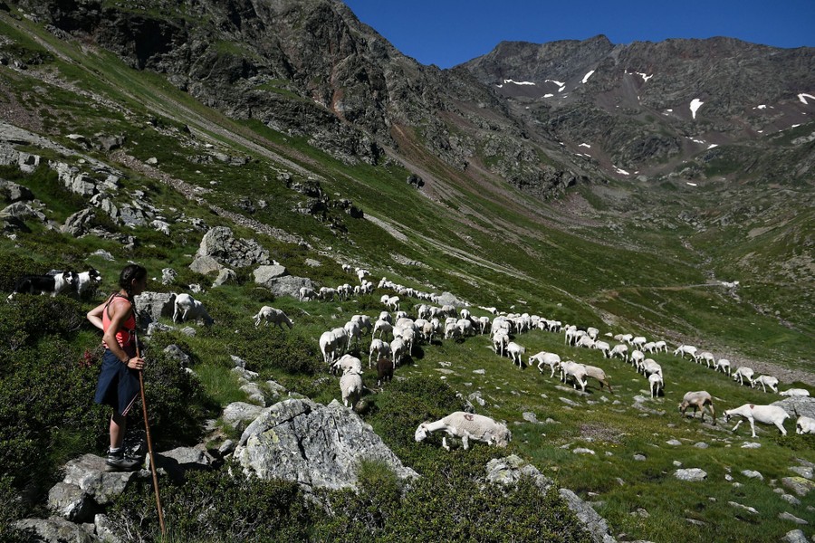 A New Generation of Shepherds in the French Pyrenees - The Atlantic