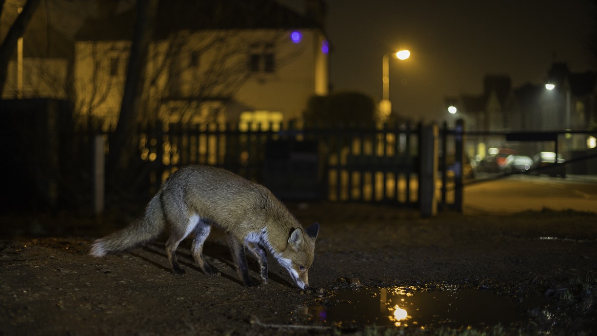 Urban Animals Are Becoming Nocturnal - The Atlantic