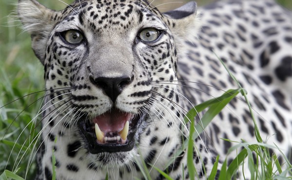 All Stories by Gaar Adams - The Atlantic