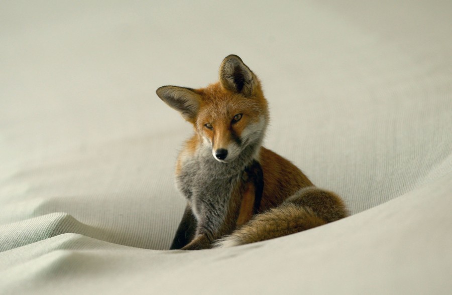 Photos: London’s Urban Foxes - The Atlantic