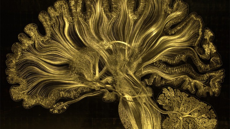 The Many Ways to Map the Brain - The Atlantic