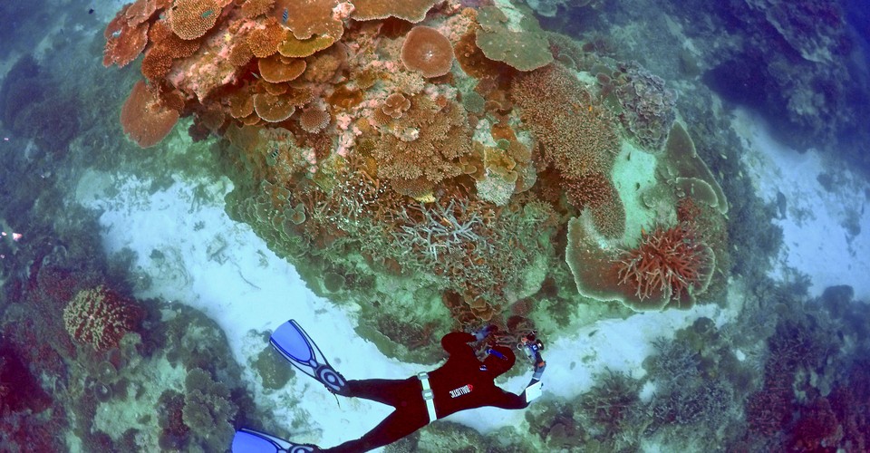 How Scientists Who Study Corals Are Coping With the Death of Reefs ...