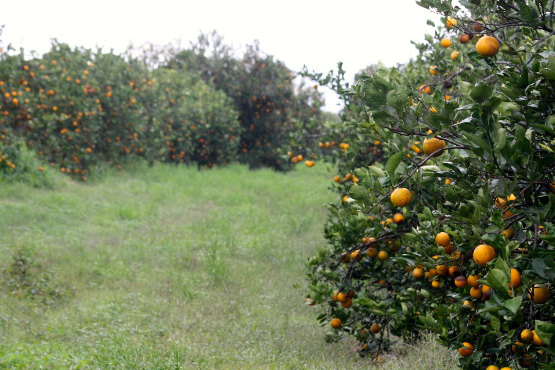 Florida Without Oranges - The Atlantic
