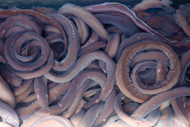 No One Is Prepared for Hagfish Slime - The Atlantic