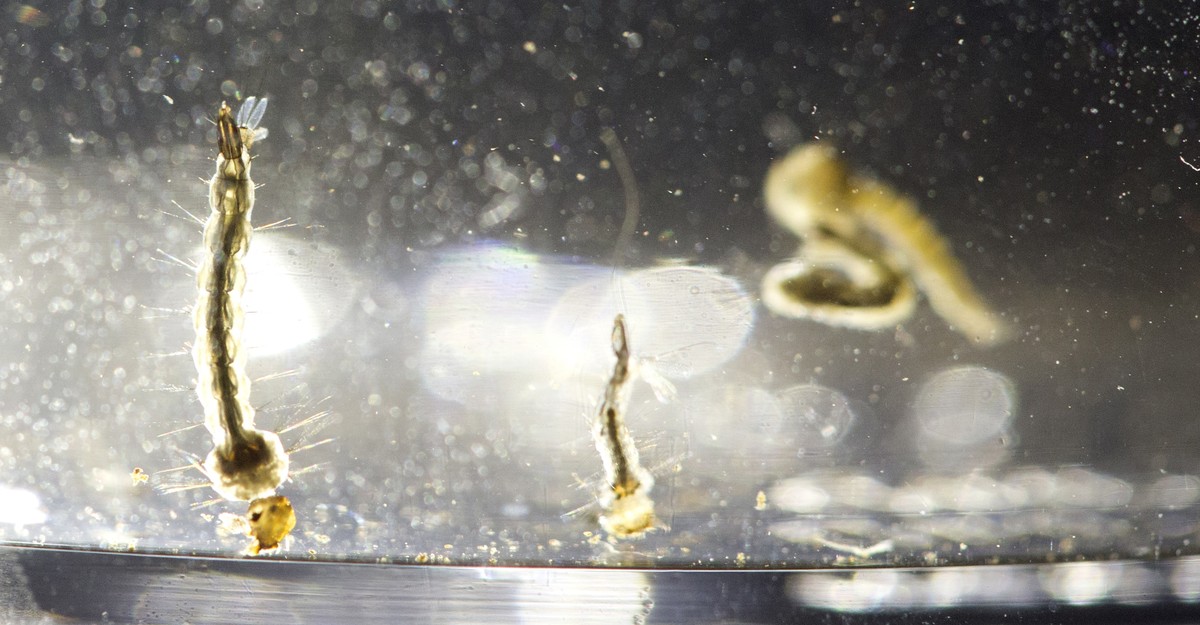 How Zika Conquered the Americas - The Atlantic