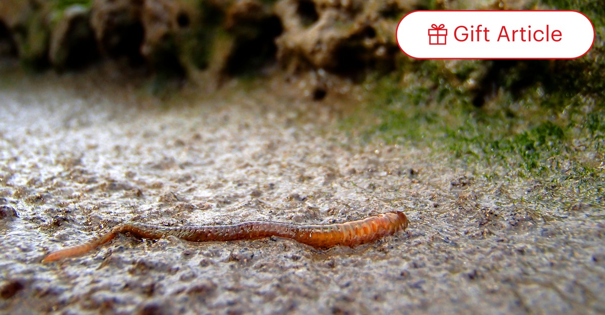 ragworm scientific name