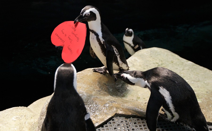 Valentine's Day 2012 - The Atlantic