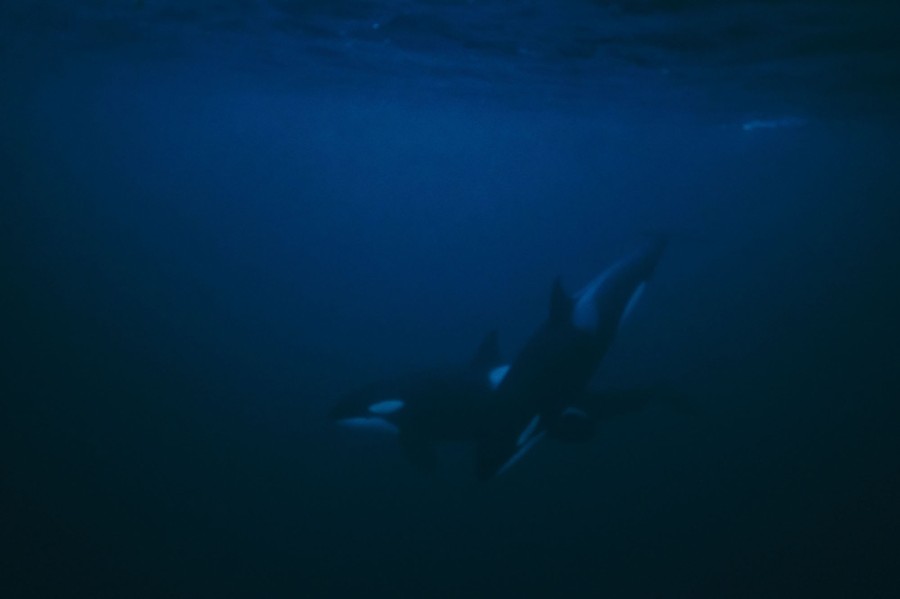Photos: Swimming With Orcas in Norway - The Atlantic