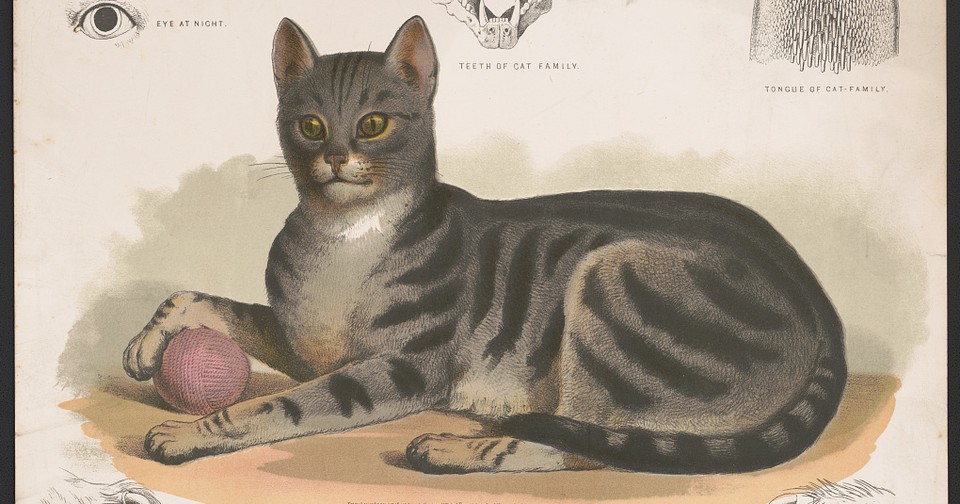 Acoustic Kitty, an American Spy - The Atlantic