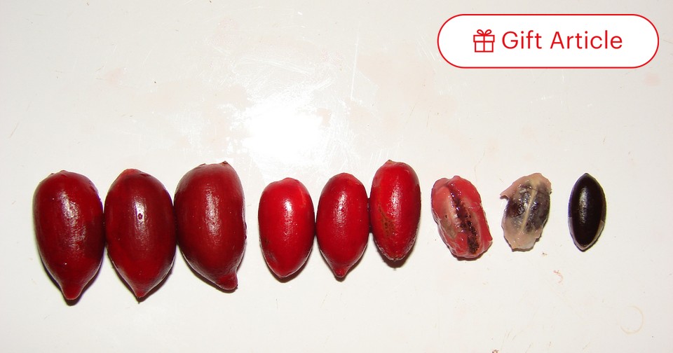 miracle fruit side effects