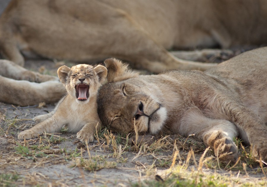 Photos of Cecil the Lion in Hwange National Park taken by Brent ...