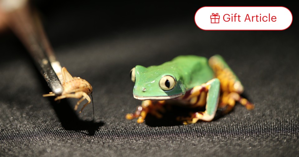 frog tongue function