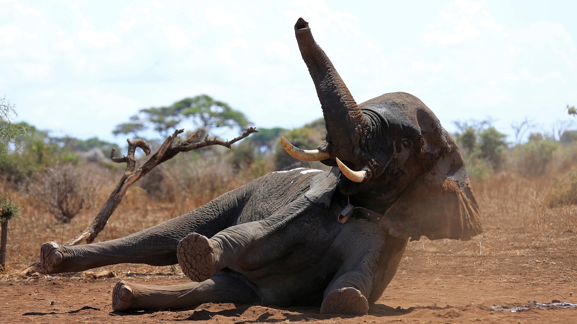 Wild Elephants Sleep Just Two Hours a Night - The Atlantic