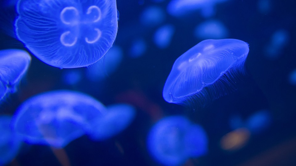 Injured Jellyfish Reorganize Their Limbs to Stay Symmetrical - The Atlantic