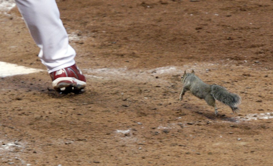 Animals on the Playing Field - The Atlantic