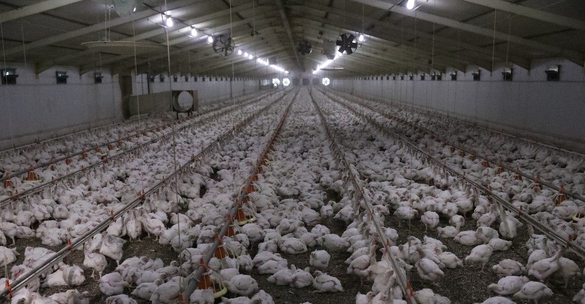 What Does Monopsony Mean? Chicken Farms Offer an Answer - The Atlantic