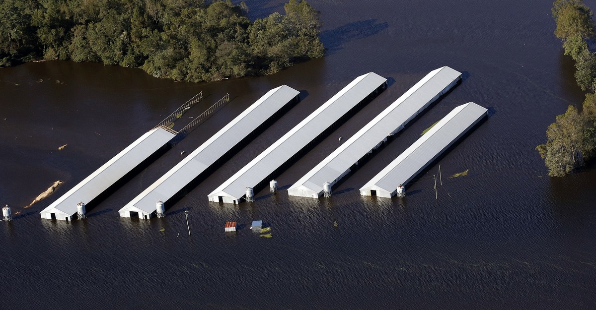 Hurricane Matthew May Flood North Carolina with Pig Poop - The Atlantic