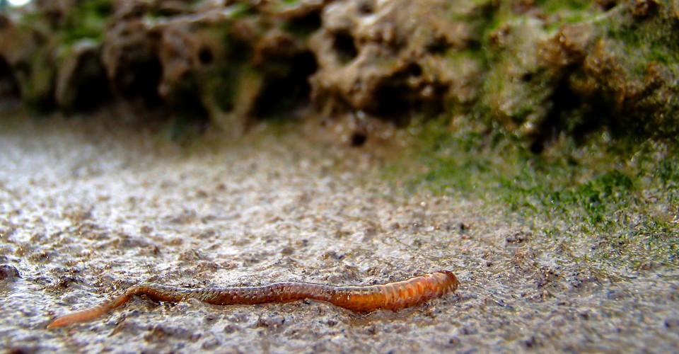 The Ragworm May Be the Ocean's Secret Gardener - The Atlantic
