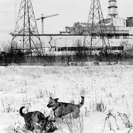 There’s something odd about the dogs living at Chernobyl - The Atlantic